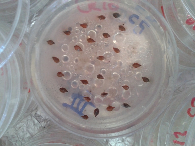 Research « Functional Ecology Lab